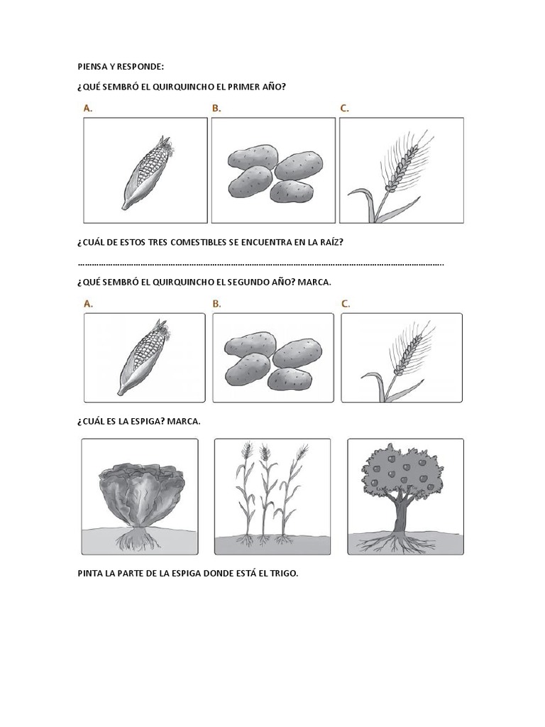 El Zorro y El Quirquincho II | PDF