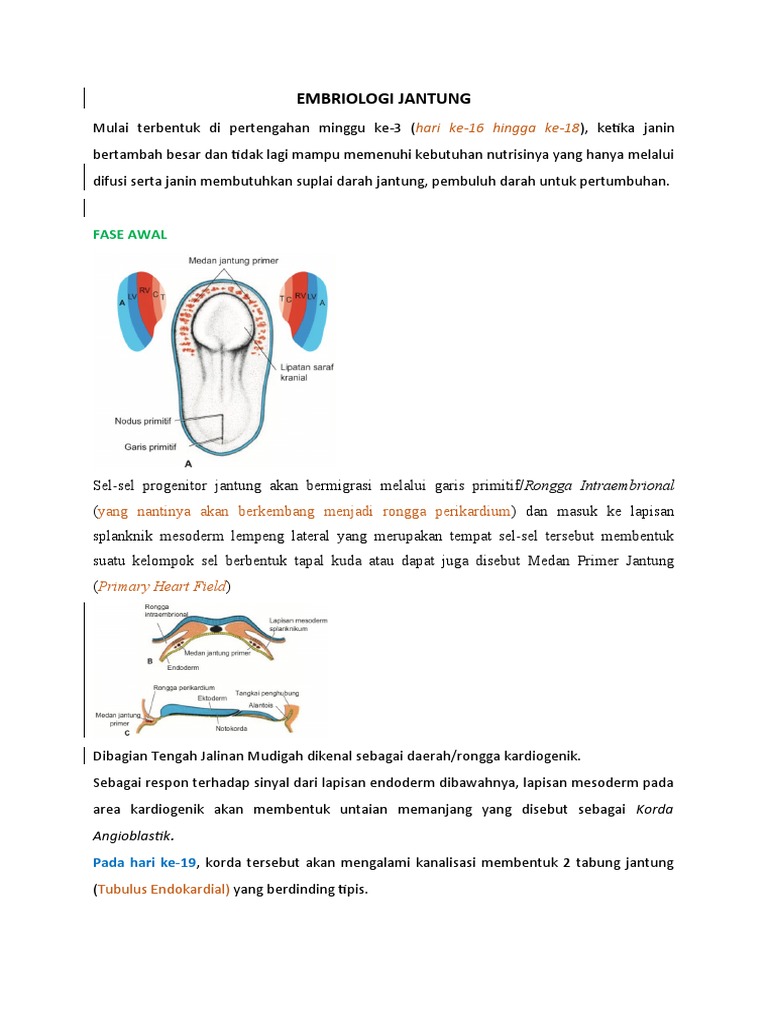 EMBRIOLOGI JANTUNG (Case 1) | PDF