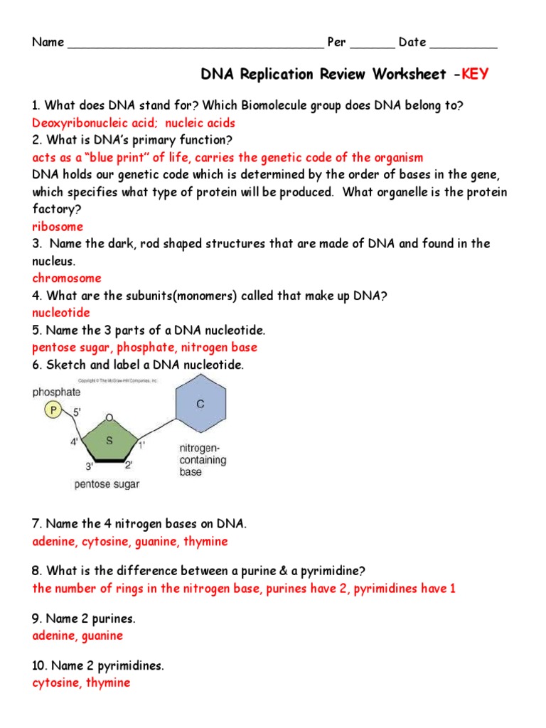 DNA Replication Review Worksheet | PDF | Dna Replication | Dna