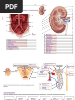 Urinary System | PDF | Kidney | Urinary System