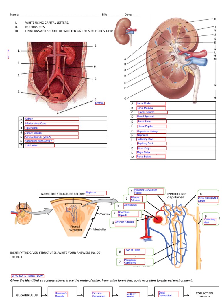 RENAL WORKSHEET Anatomy Answer | PDF | Kidney | Animal Anatomy