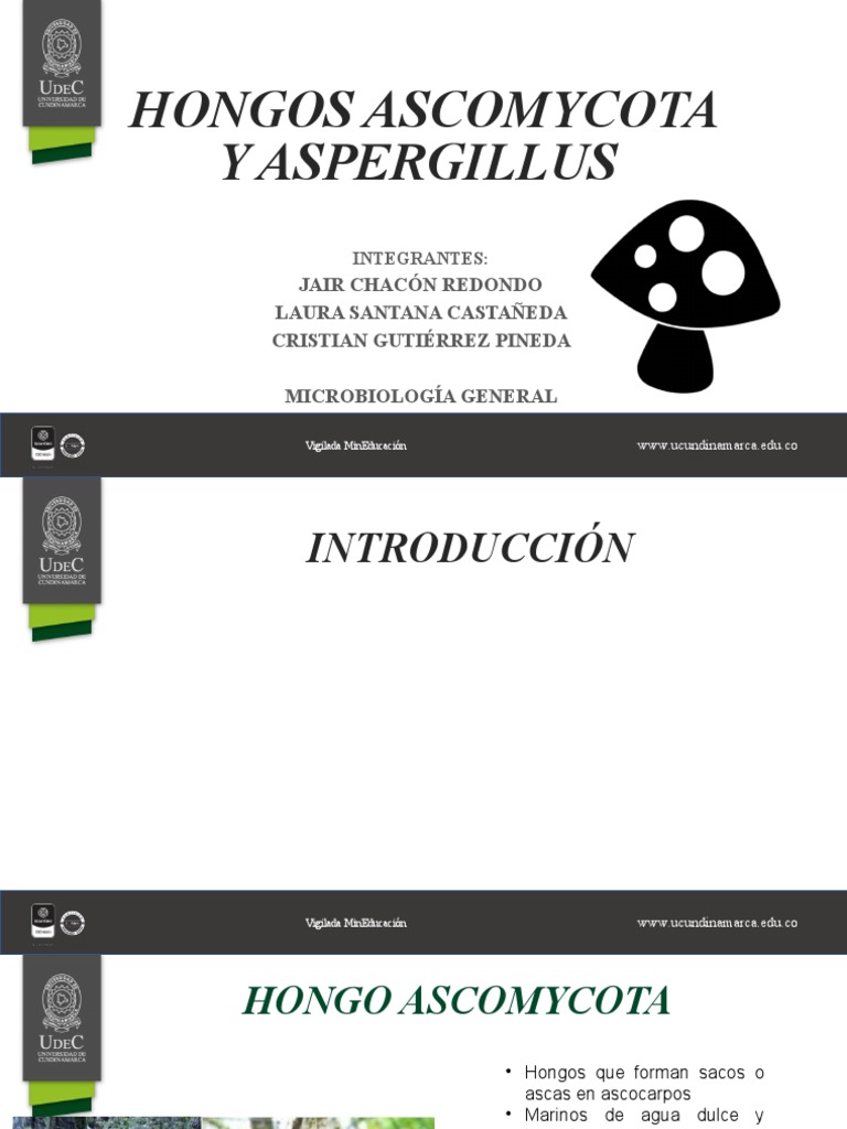 Hongos Ascomycota y Aspergillus | PDF | Hongo | Aspergilo