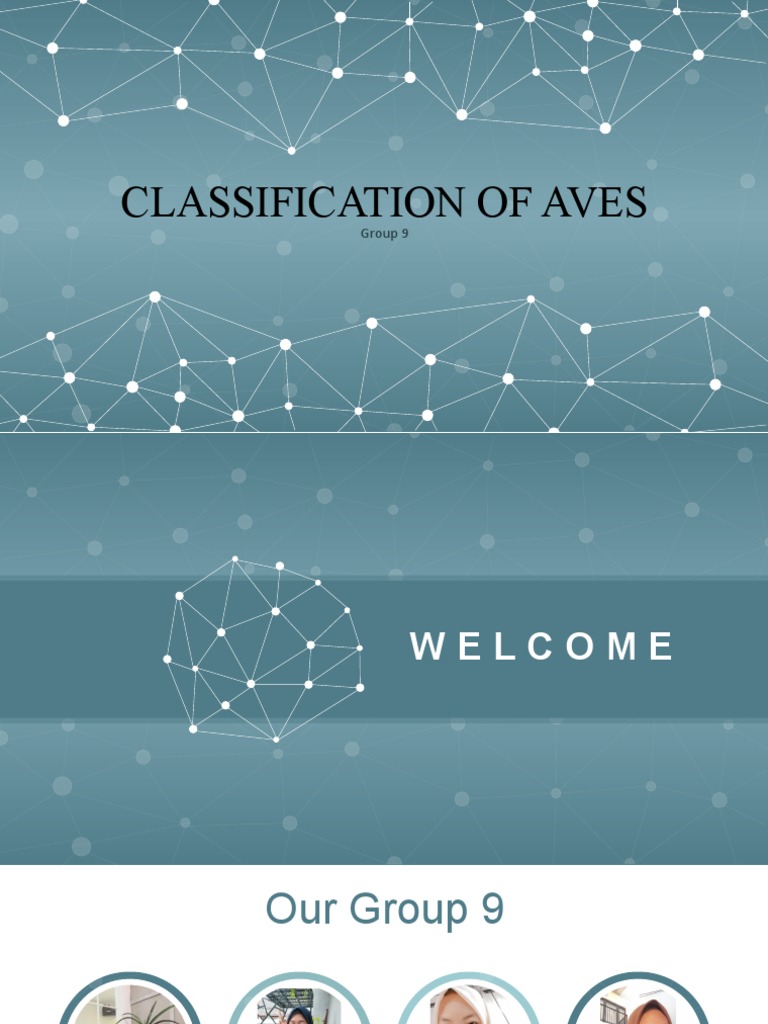 Classification of Aves | PDF | Beak | Birds