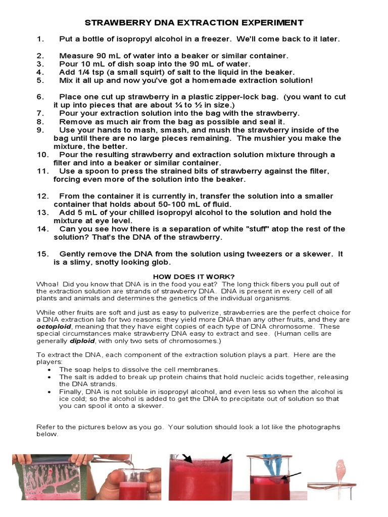 Strawberry DNA Extraction Guide | PDF | Dna | Chromosome