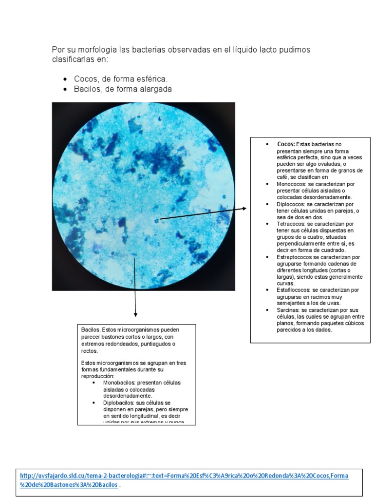 Imagen Bacterias. | PDF | Microorganismo | Microbiología