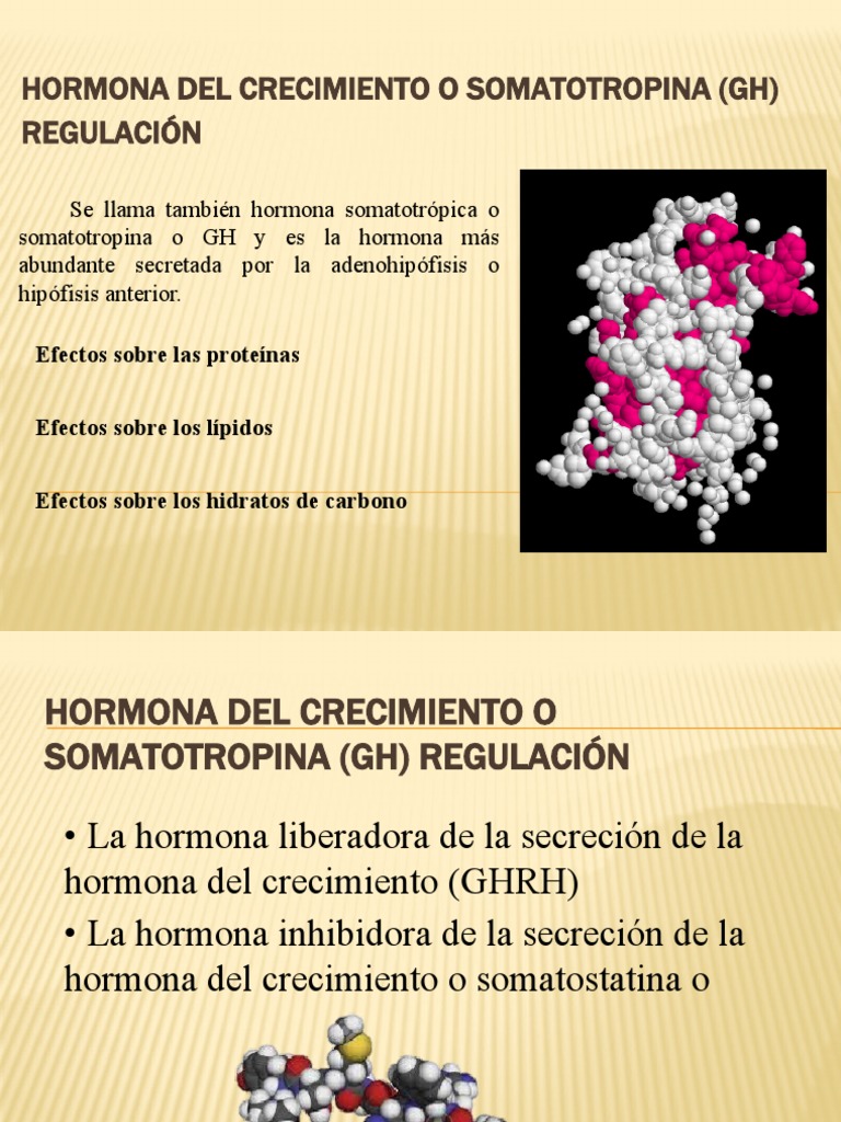 Hormona Del Crecimiento o Somatotropina (GH) | PDF | Hormona | Hormona ...