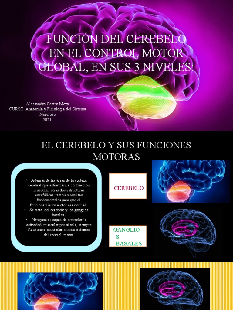 Cerebelo Control Motor | PDF | Cerebelo | Cerebro