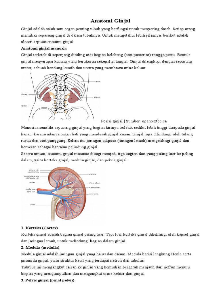 Anatomi dan Fungsi Ginjal | PDF