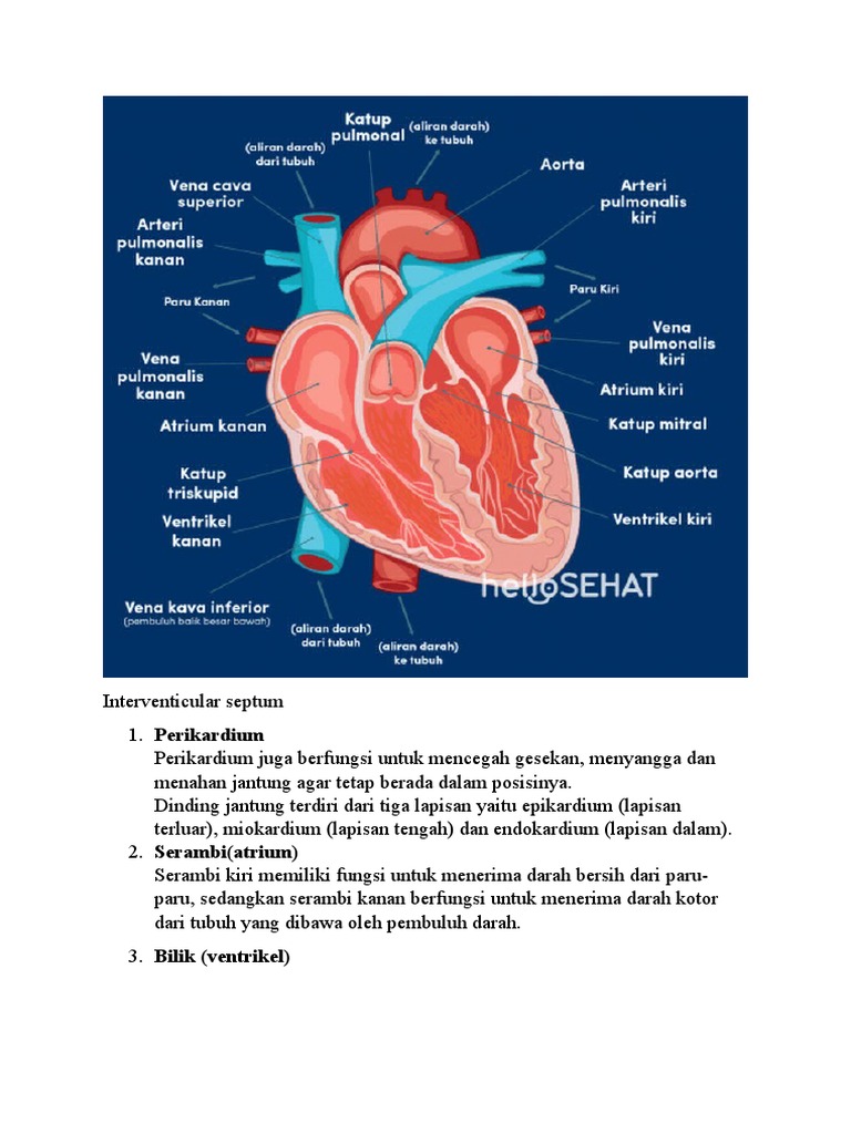 Fungsi dan Struktur Jantung Manusia | PDF