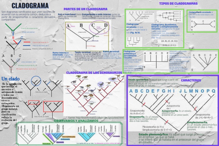 CLADOGRAMA Compressed | PDF | Clade | Clasificación cientifica