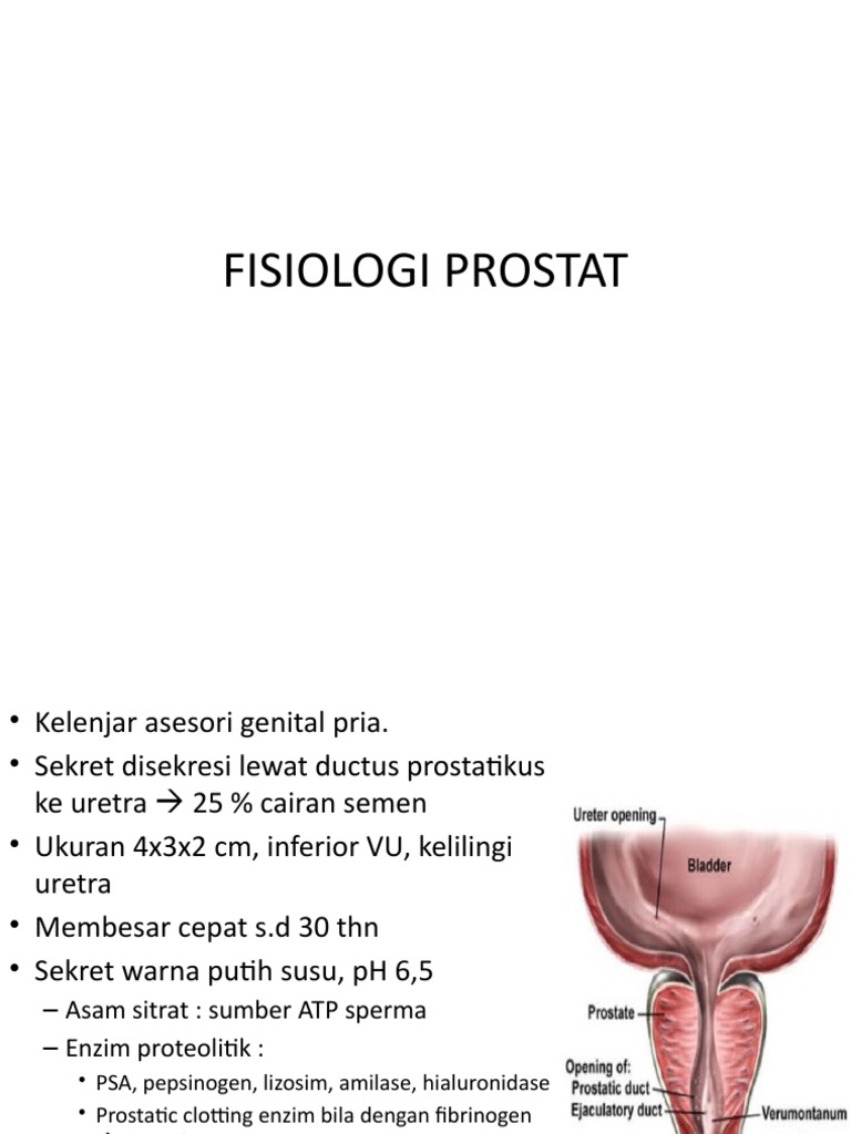 Fisiologi Prostat | PDF