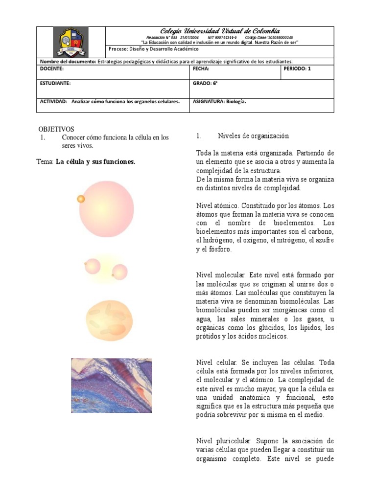 Estructura y Funciones de la Célula | PDF | Mitosis | Mitosis
