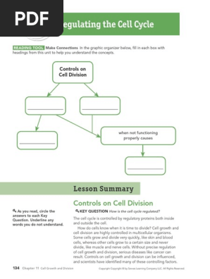 Cell Division Graphic Organizer