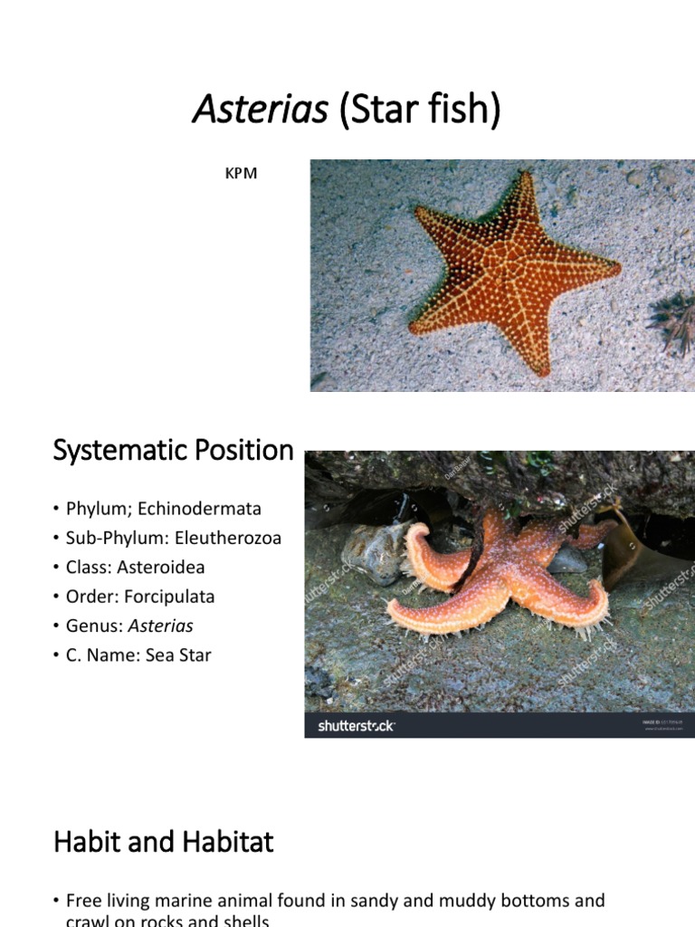 Asterias External Features | PDF | Epithelium | Anatomy