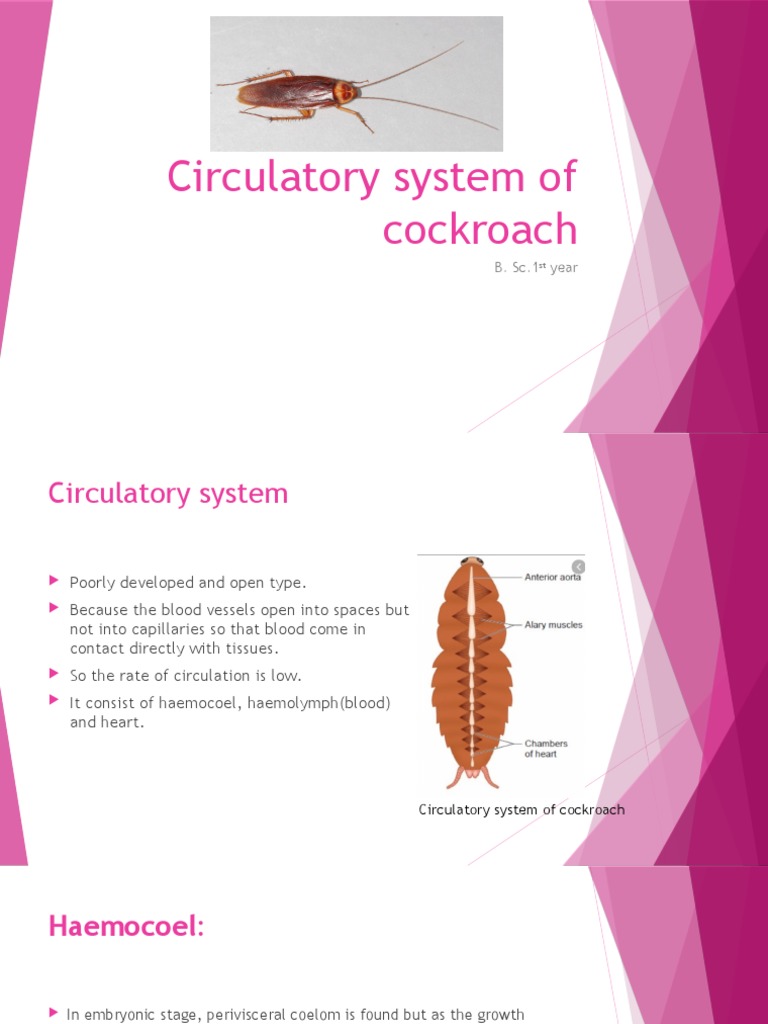 Cockroach Open Circulatory System Explained | PDF | Circulatory System ...