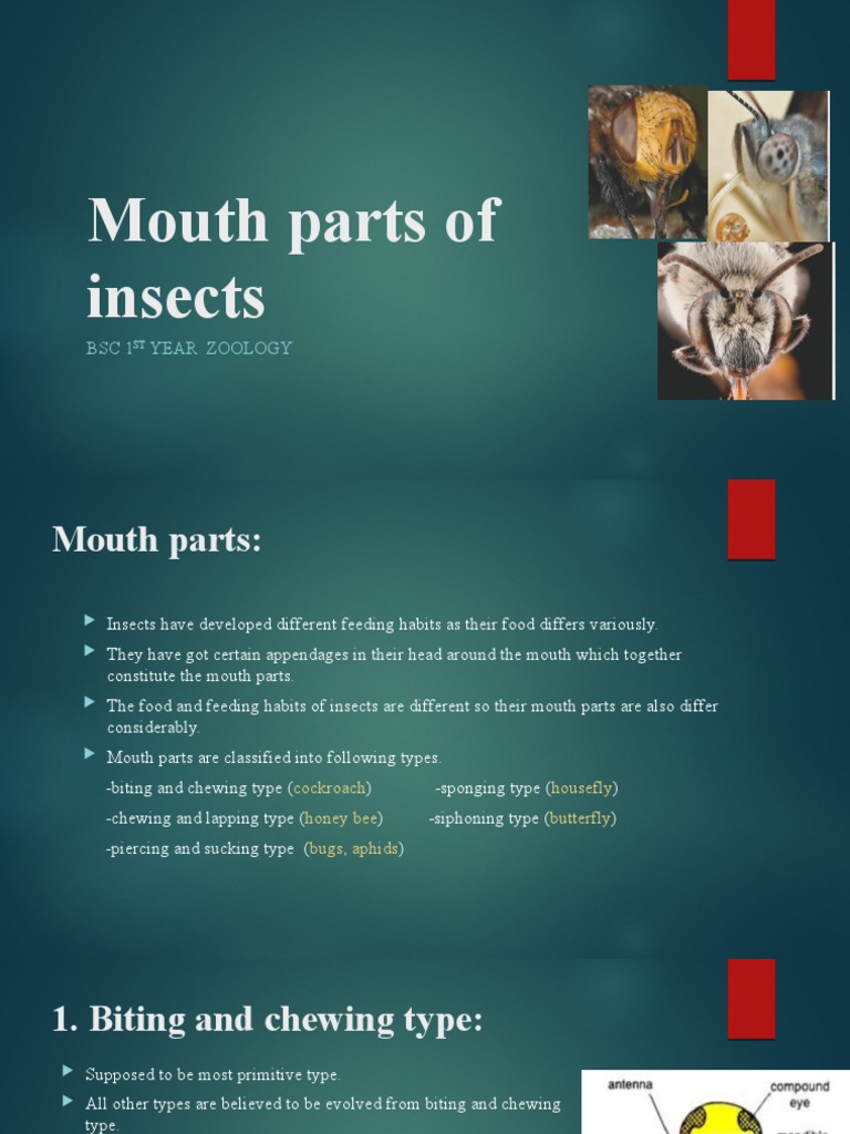 Biting Insect Mouthparts Anatomy