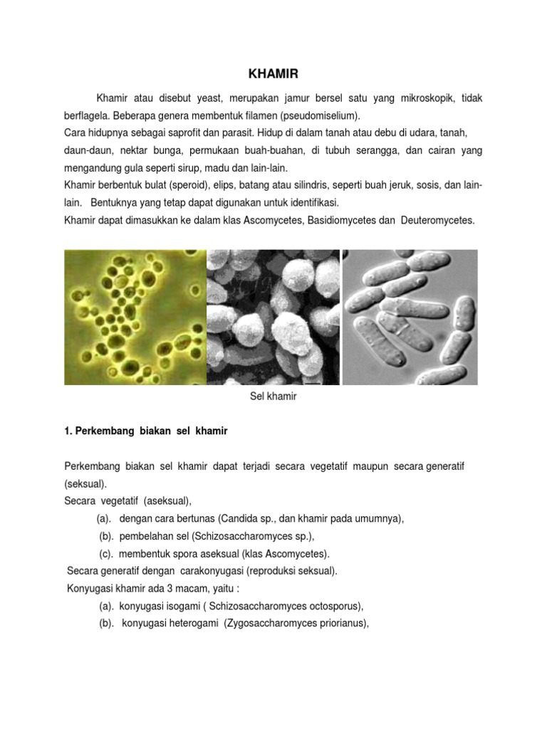 Identifikasi dan Pemanfaatan Khamir | PDF