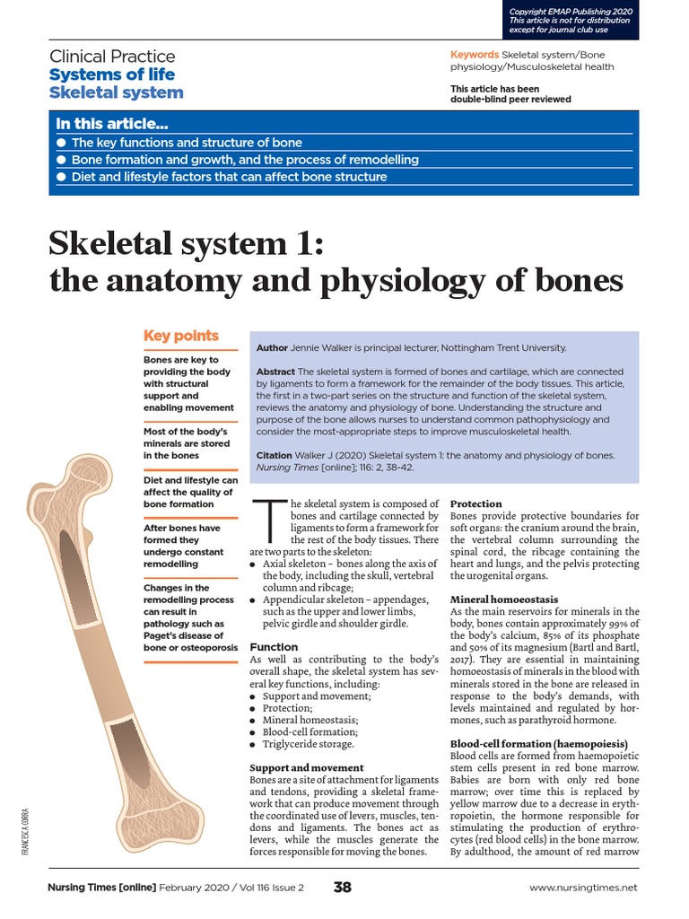 Skeletal System 1 The Anatomy and Physiology of Bones | PDF ...
