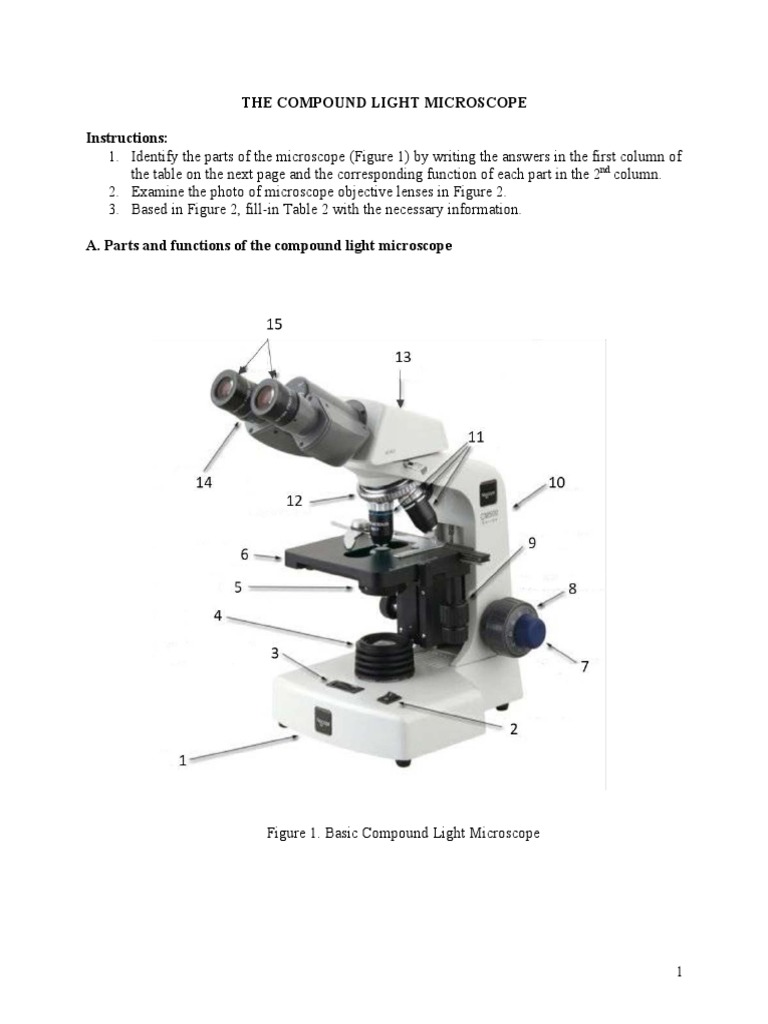 The Compound Light Microscope Instructions | PDF | Natural Philosophy ...