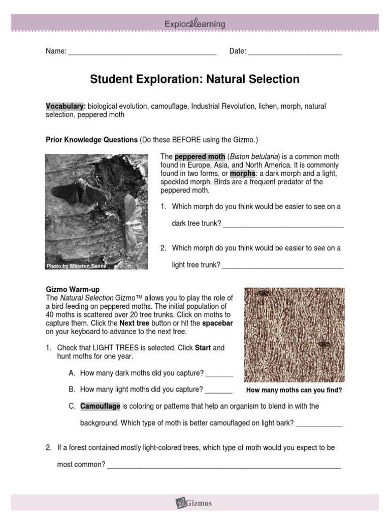 Natural Selection Gizmo | PDF | Natural Selection | Evolutionary Biology