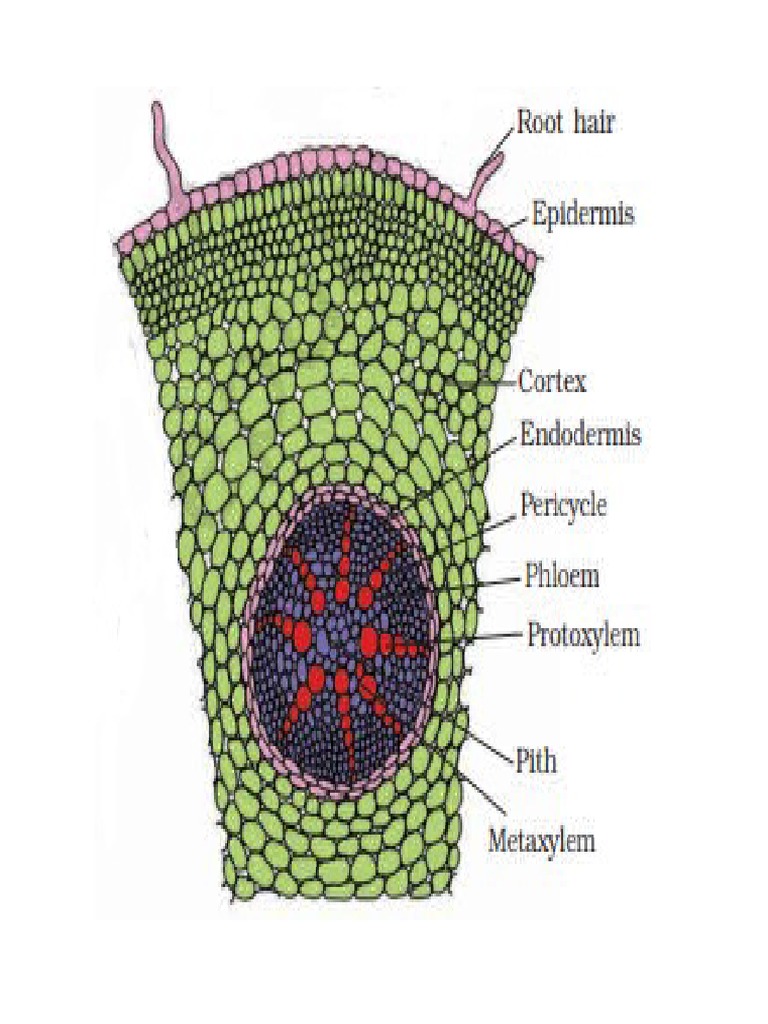 Diagram Dicot Root | PDF