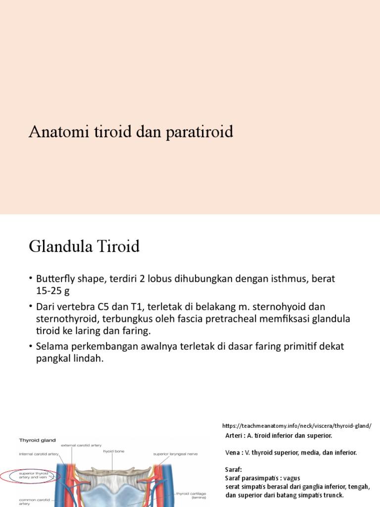Anatomi Tiroid Dan Paratiroid | PDF | Sains & Matematika
