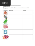 Celula Animal y Vegetal para Completar | PDF