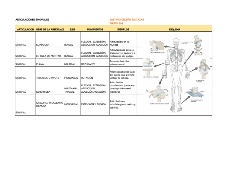Cuadro Anatomia Articulaciones | PDF