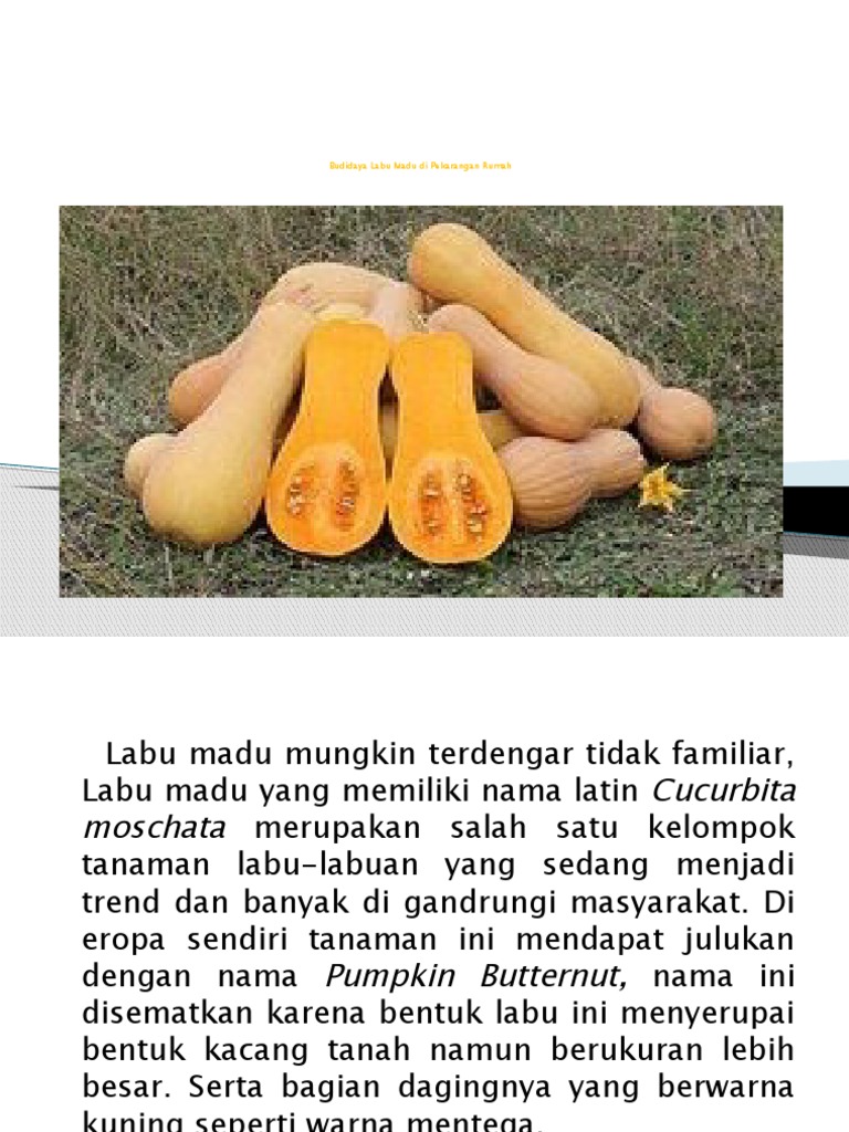 Budidaya Labu Madu | PDF