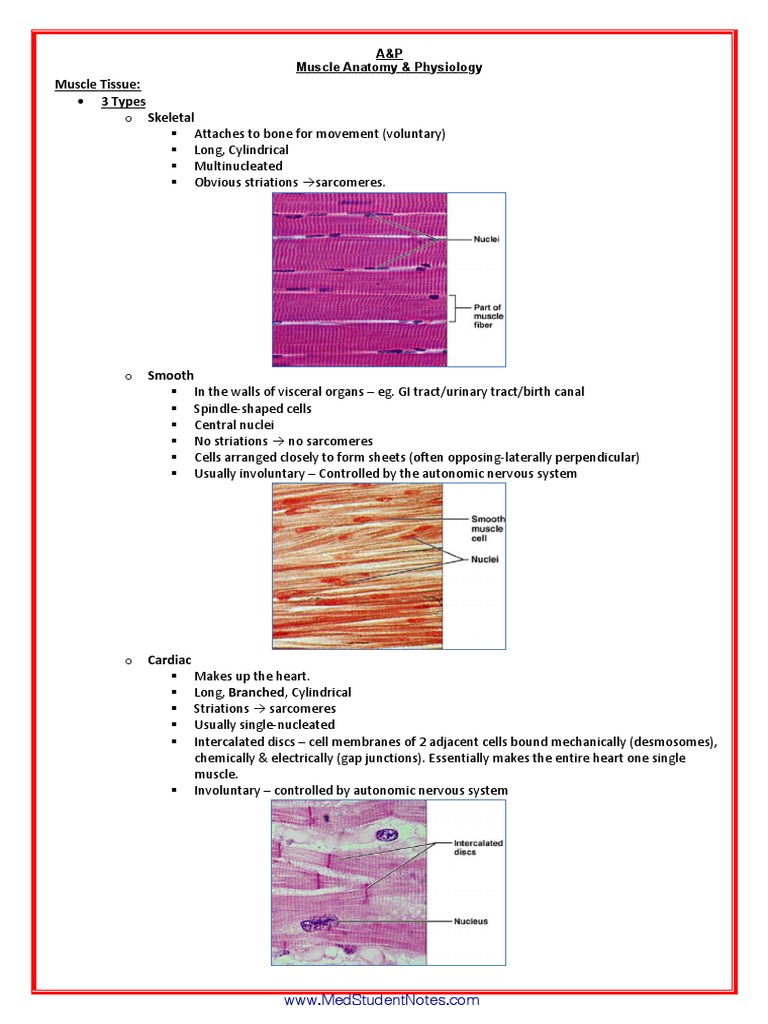 System: Musculo Muscle Tissue:: A&P Muscle Anatomy & Physiology | PDF ...