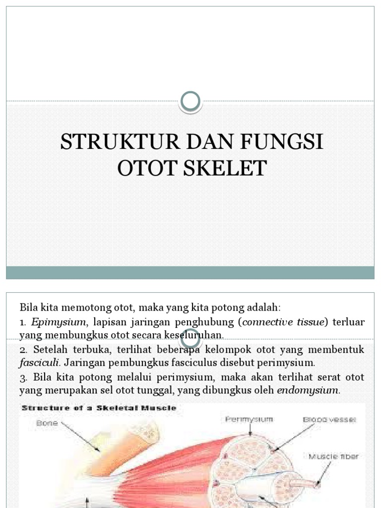 Struktur Dan Fungsi Otot Skelet | PDF