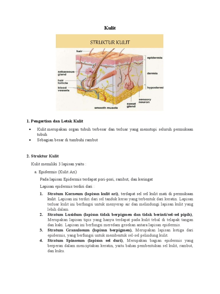 Rangkuman Kulit | PDF