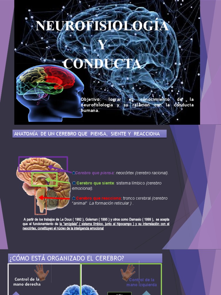 Neurofisiología | PDF | Cerebro | Neurona