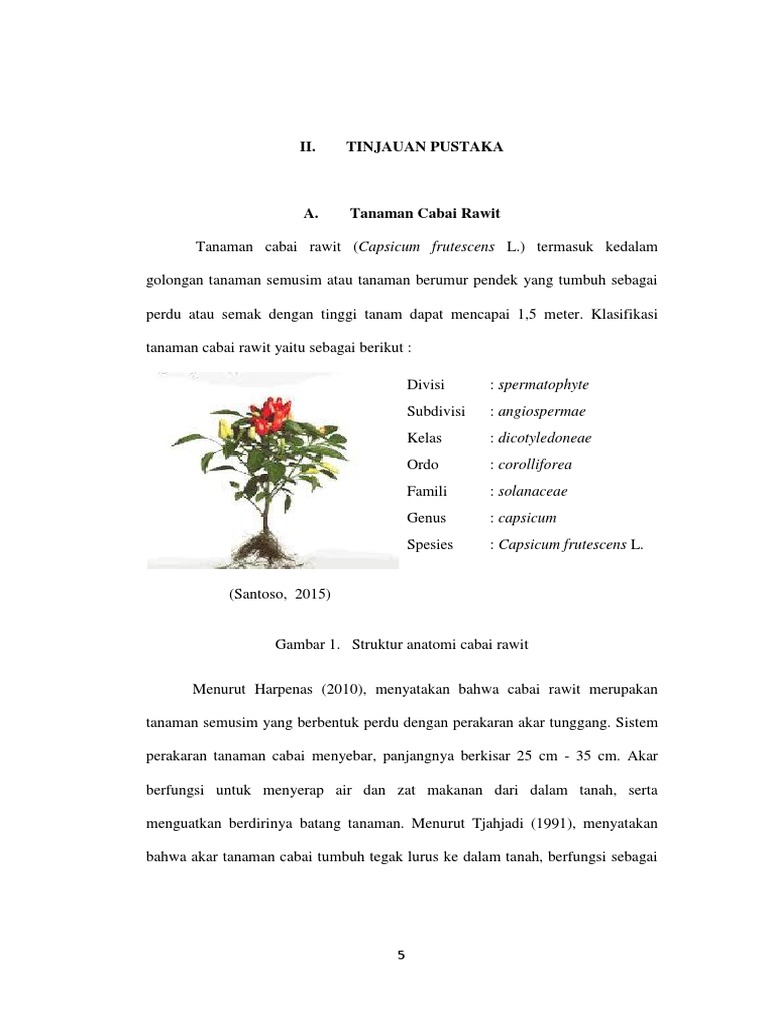 Panduan Budidaya Cabai Rawit | PDF