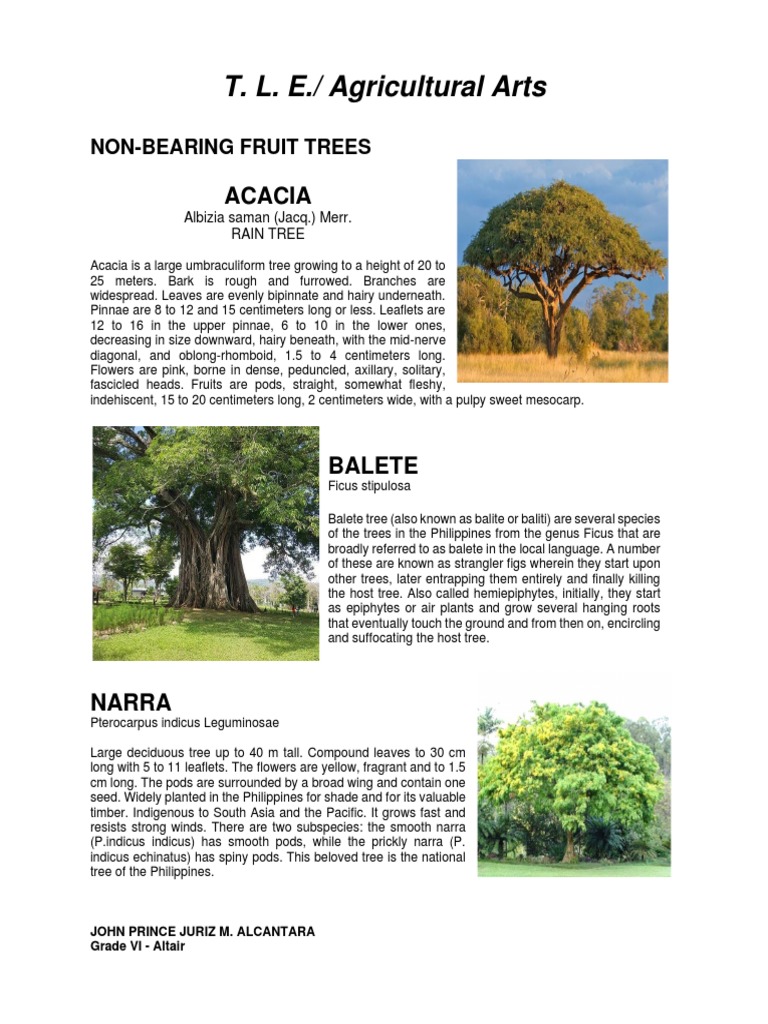 Non Bearing Fruit Trees | PDF | Trees | Botany Non Bearing Fruit Trees | PDF | Trees | Botany