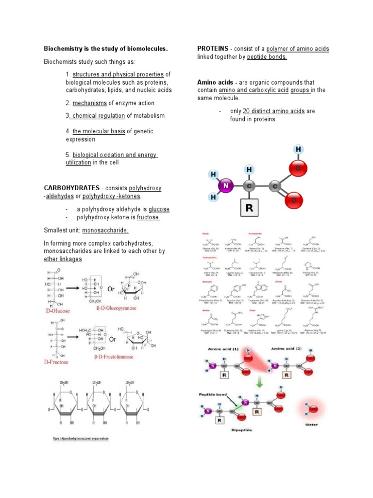 Overview of Biochemistry Fundamentals | PDF | Nucleic Acids | Biochemistry
