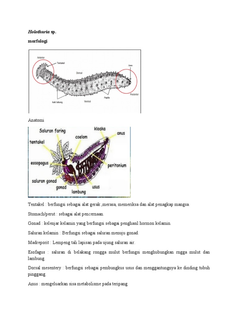 Morfologi dan anatomi Holothuria sp. | PDF