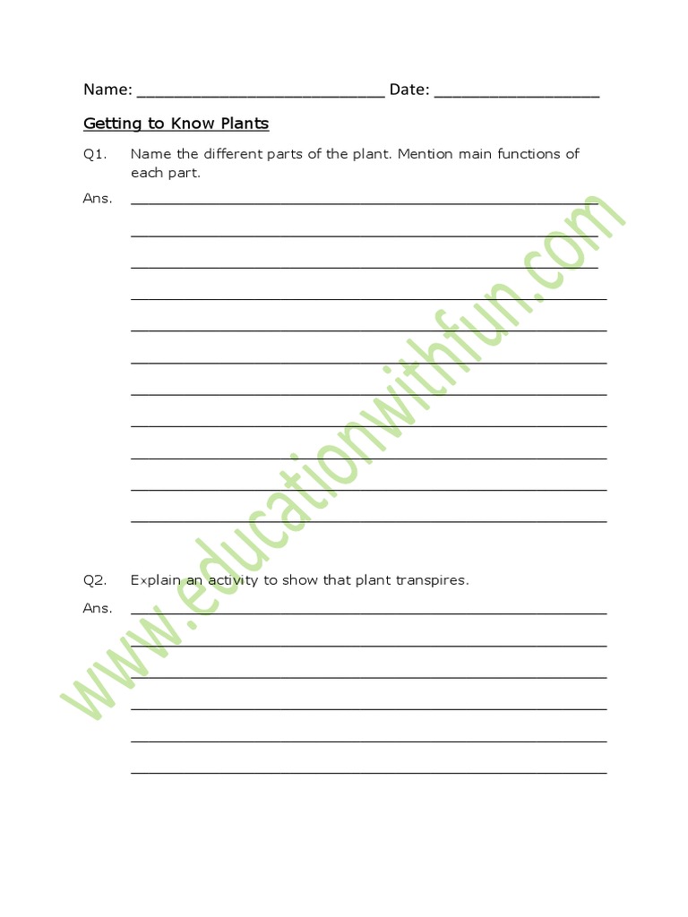 Getting To Know Plants Worksheet 7 | PDF | Leaf | Plants