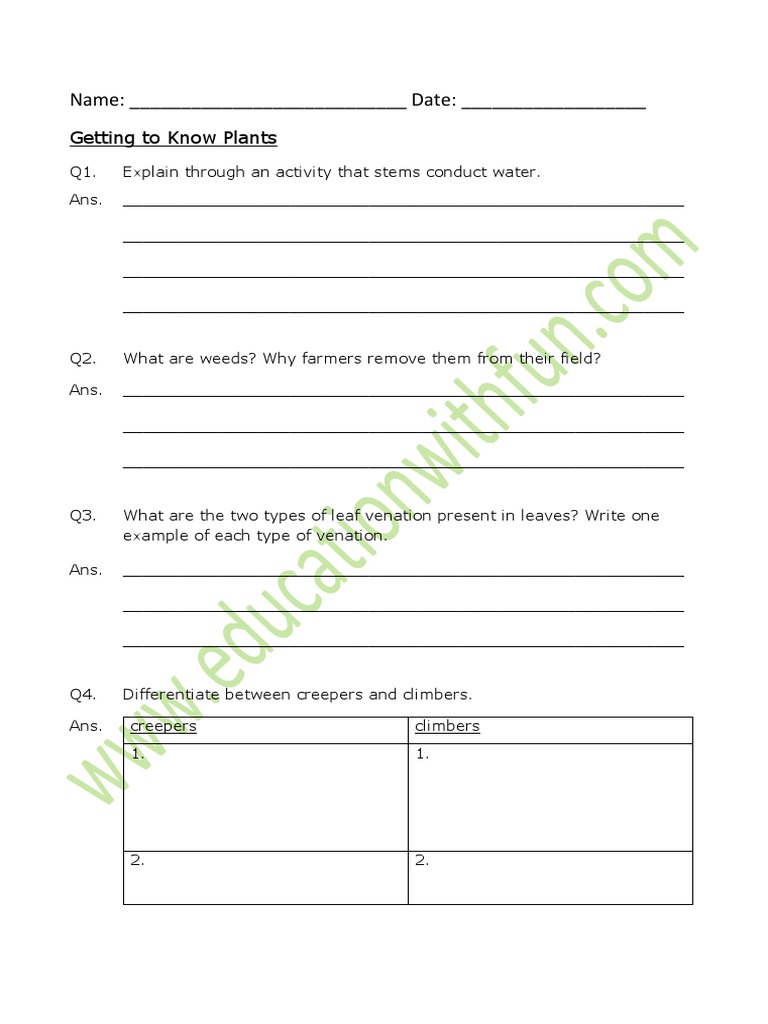 Getting To Know Plants Worksheet 5 | PDF | Leaf | Weed