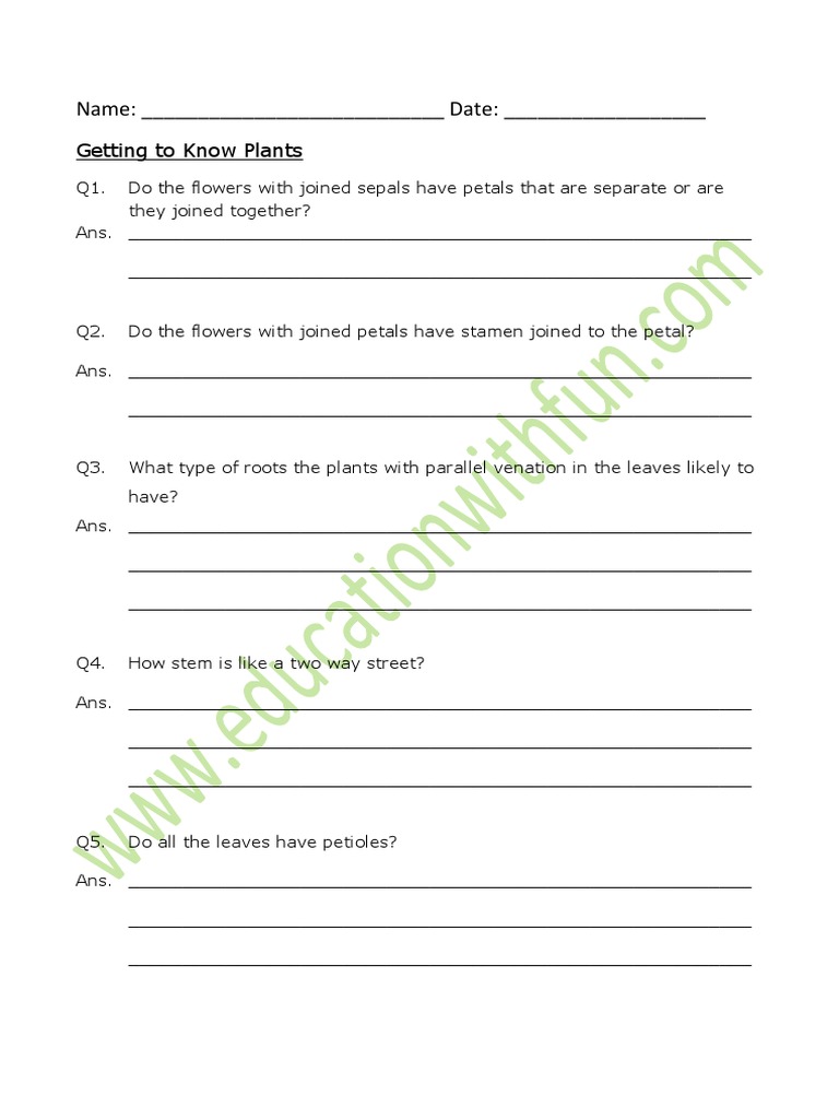 Getting To Know Plants Worksheet 3 | PDF