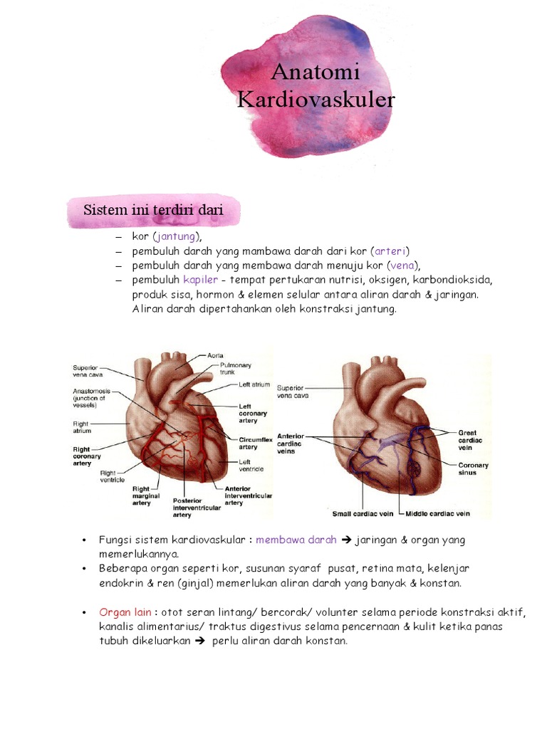 Kardiovaskuler | PDF