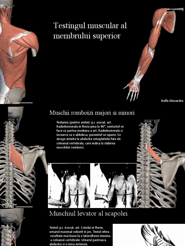 Testingul Muscular Membrul Superior | PDF