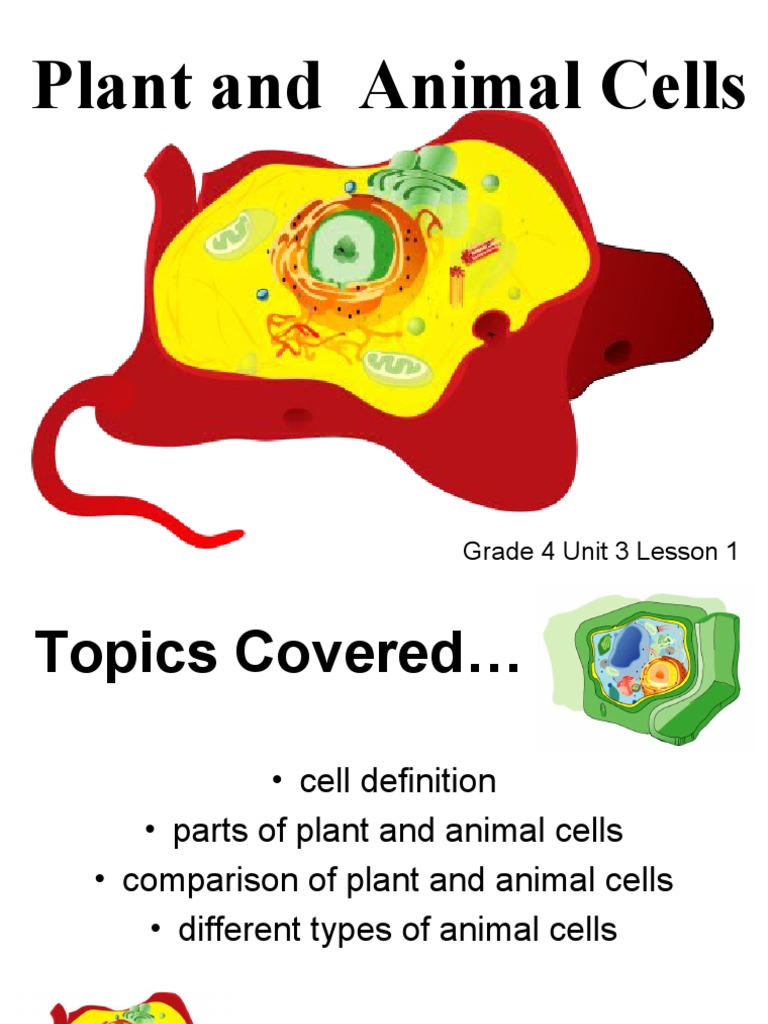 Plant And Animal Cell Comparison