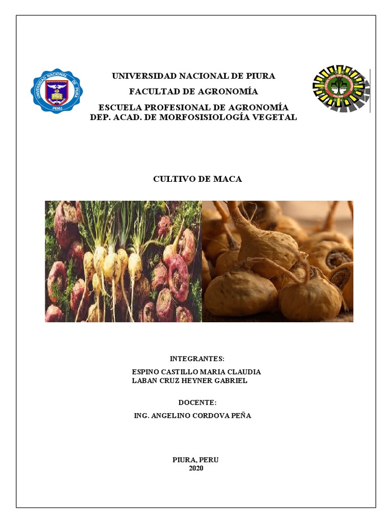 Cultivo de Macaa | PDF | Flores | Fruta