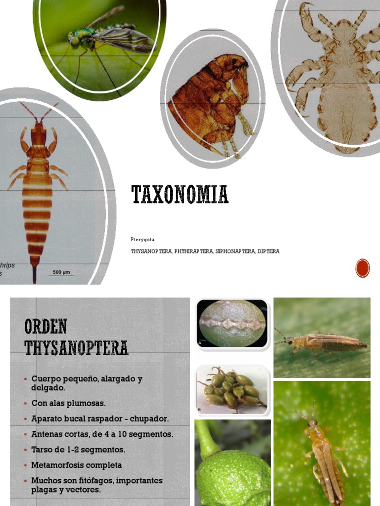 Diptera y Otros | PDF | Mosca | Insectos