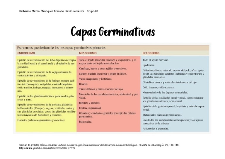 Capas Germinativas | PDF