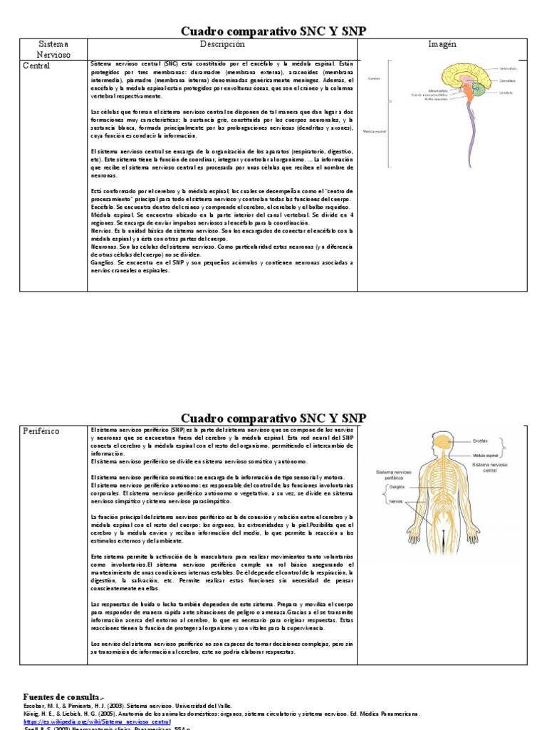Cuadro Comparativo SNC Y SNP: Sistema Nervioso Descripción Imagén Central | PDF | Sistema ...