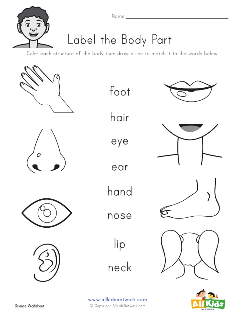 Anatomy Body Parts Worksheet | PDF