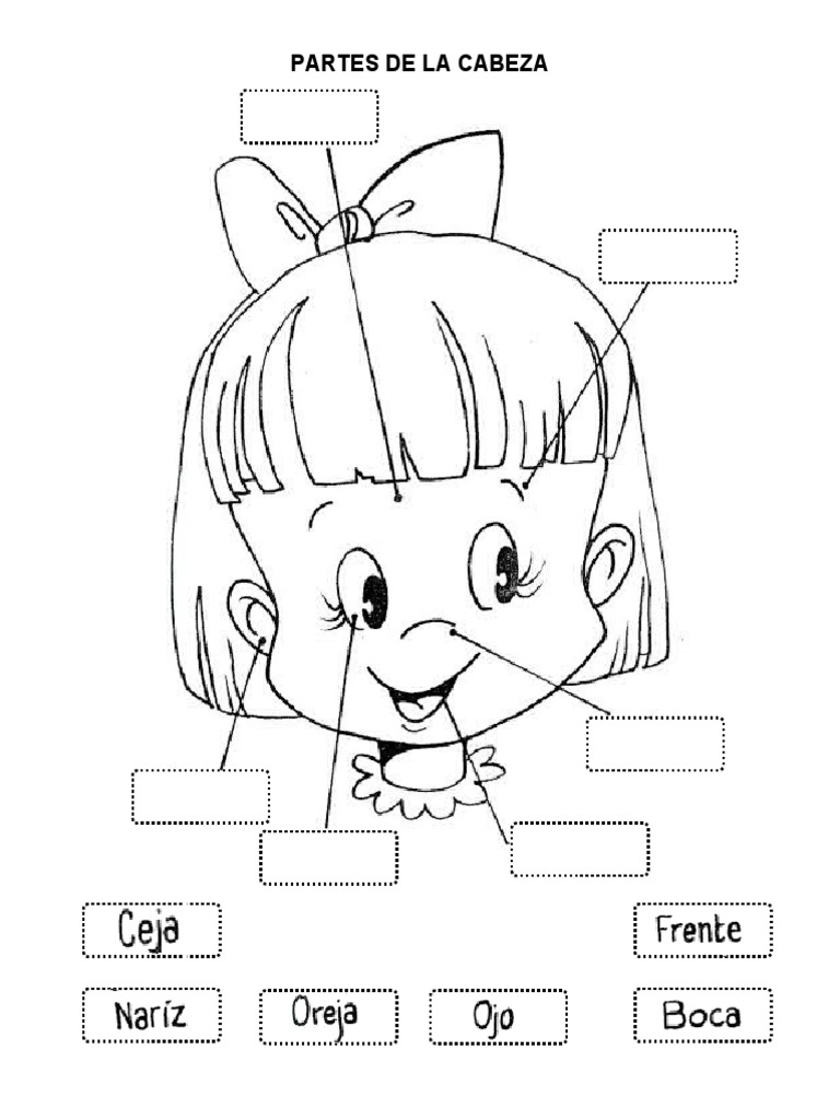 Partes de la Cabeza para Niños | PDF