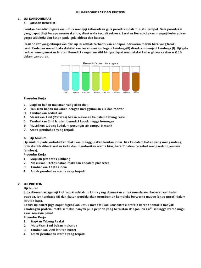 Uji Karbohidrat Dan Protein | PDF
